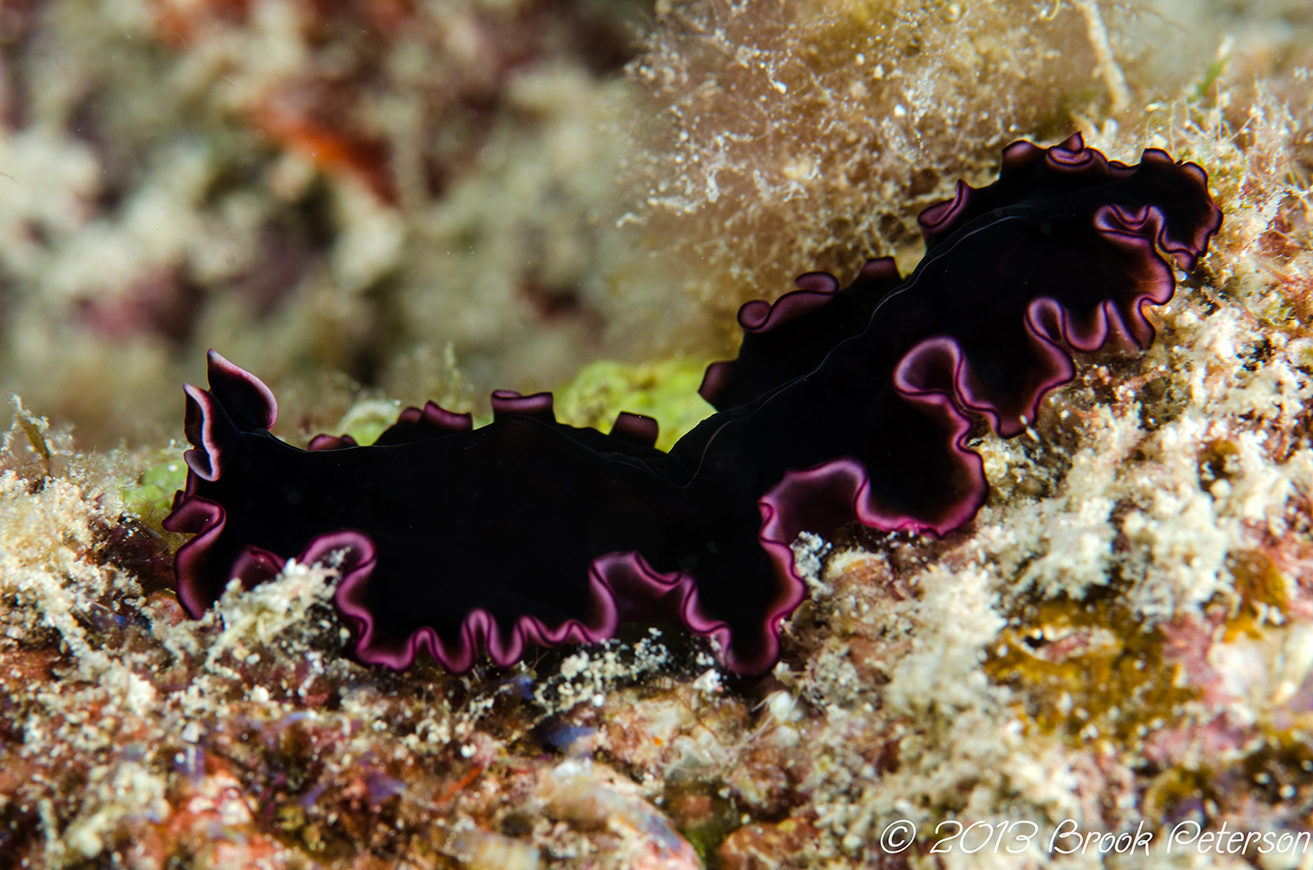 flatworm small | Waterdog Photography