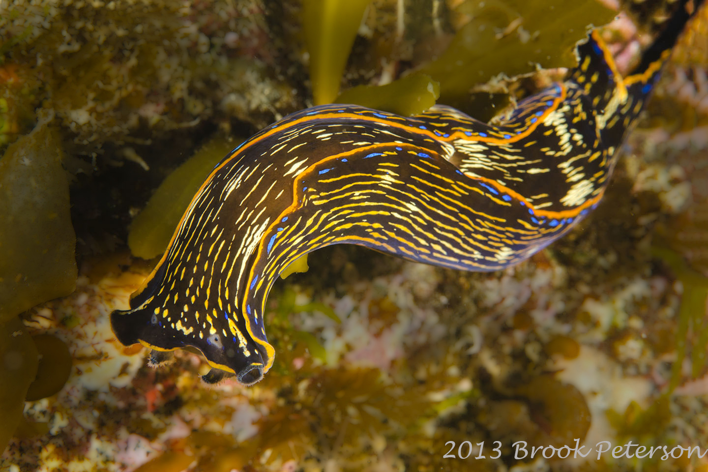 Navanax | Waterdog Photography