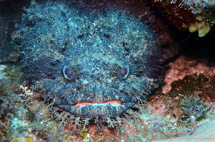 Toadfish | Waterdog Photography