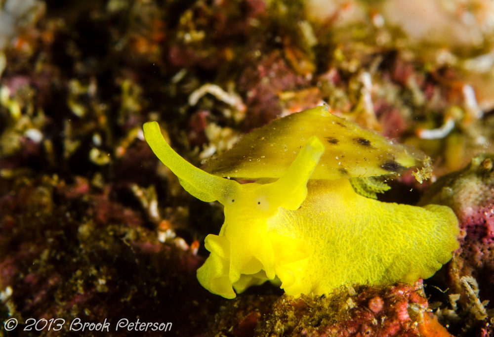 Tylodina fungina small | Waterdog Photography