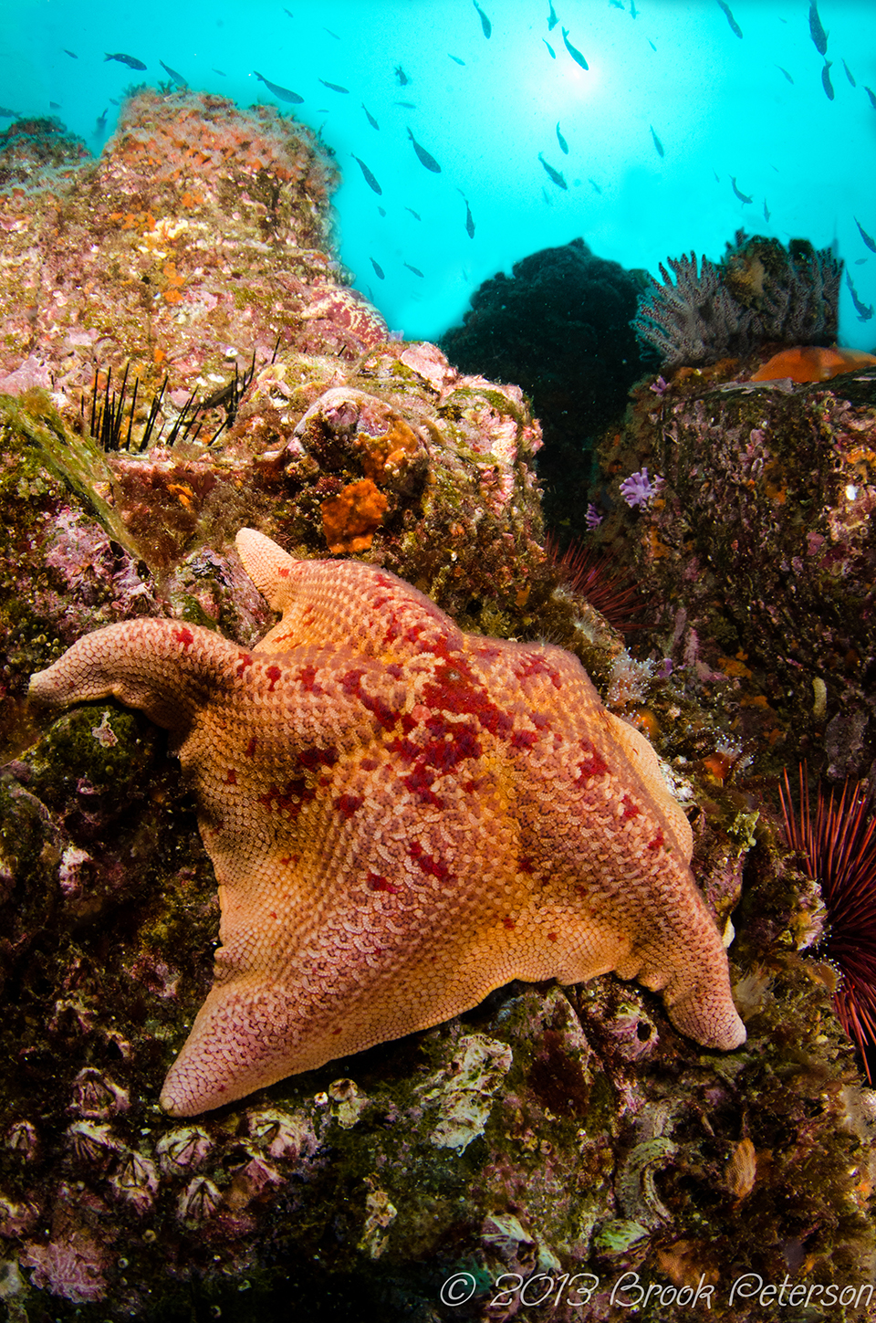 20130824-star and fish | Waterdog Photography