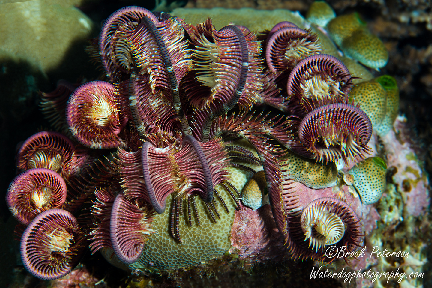 crinoid | Waterdog Photography