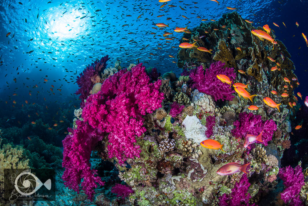 Anthias over a Pink Coral Bommie | Waterdog Photography