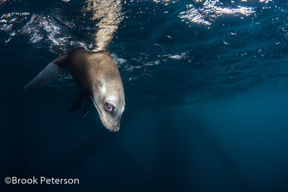Sea Lion at the Surface | Waterdog Photography