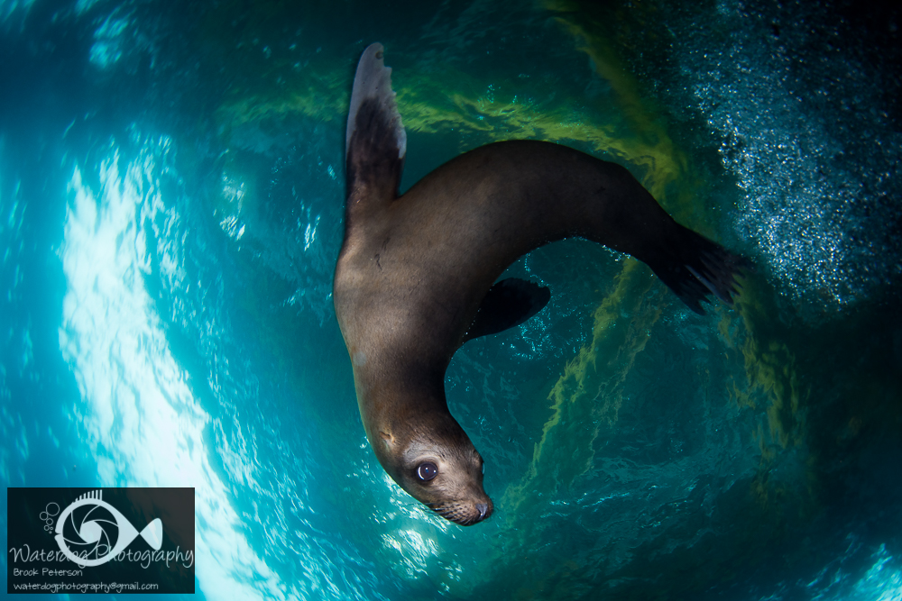 Sea Lion Pup | Waterdog Photography