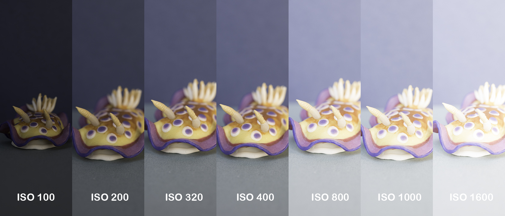 ISO Comparison | Waterdog Photography