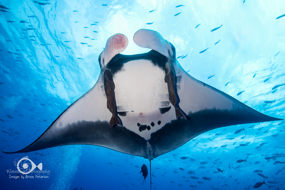 Identifying Backscatter in Underwater Photography | Waterdog Photography