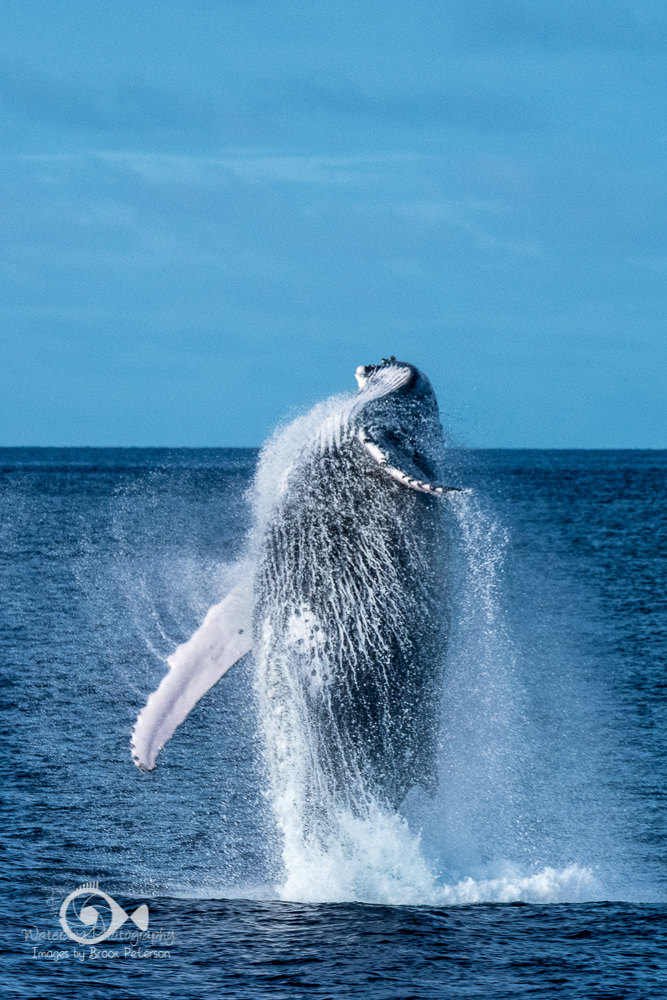 Breaching Whale 1 | Waterdog Photography