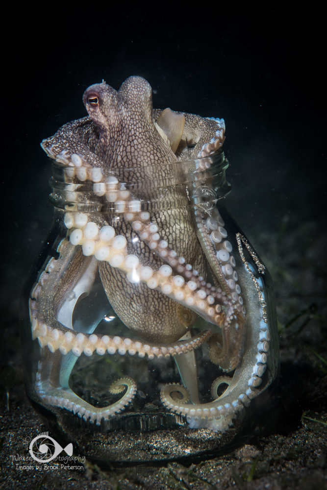 Octopus in a Jar | Waterdog Photography
