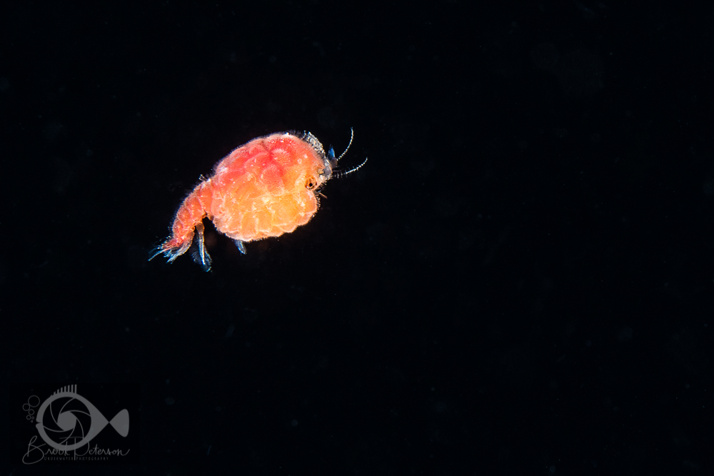 Larval Shrimp | Waterdog Photography
