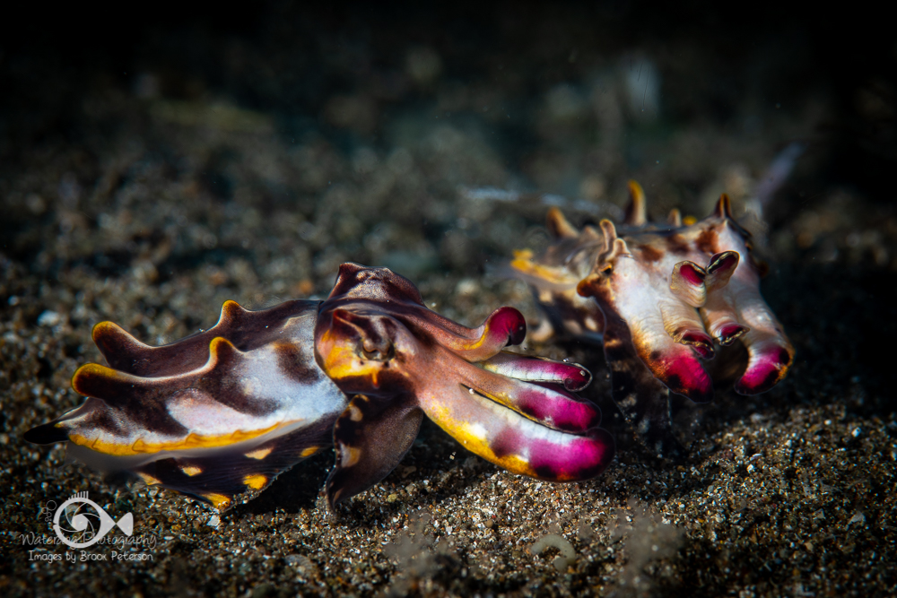 Two Male Cuttlefish | Waterdog Photography
