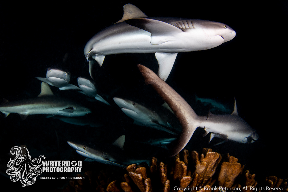 Hunting Sharks | Waterdog Photography