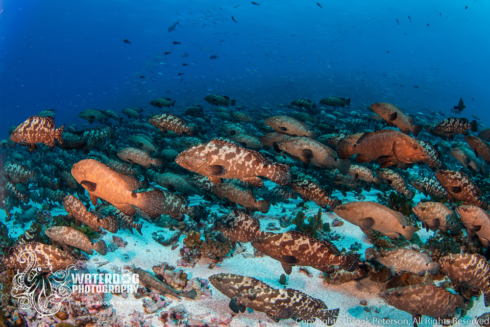 Carpet of Fish | Waterdog Photography