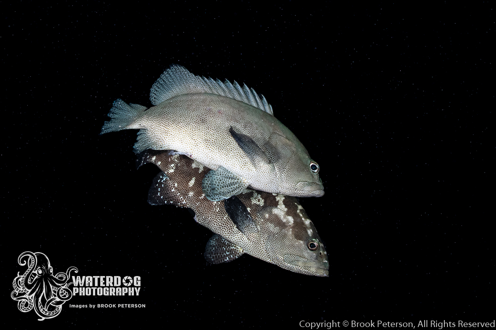 Two Grouper Spawning | Waterdog Photography