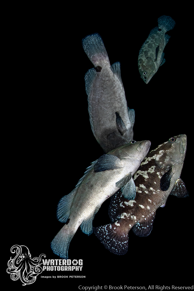 Grouper Spawning | Waterdog Photography
