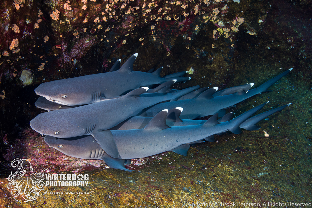 Shark Pile | Waterdog Photography