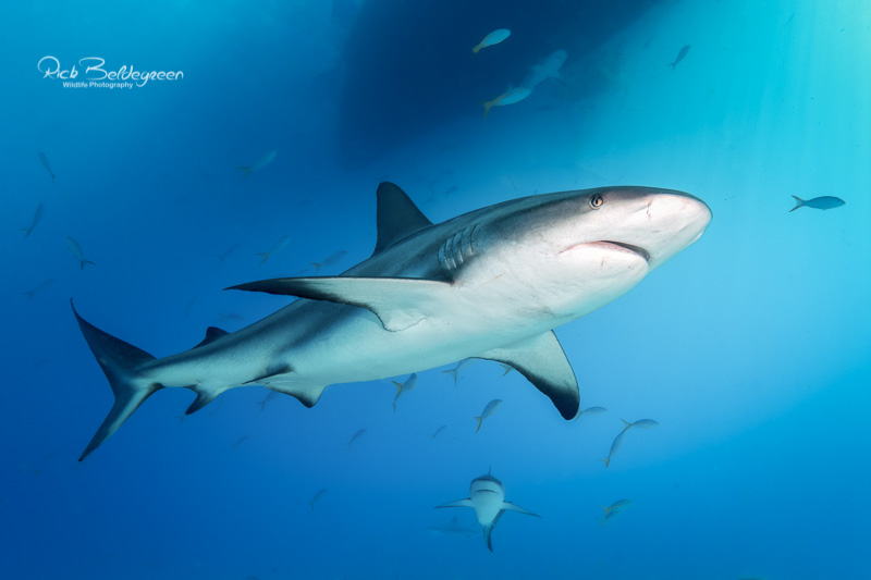 Reef-shark | Waterdog Photography