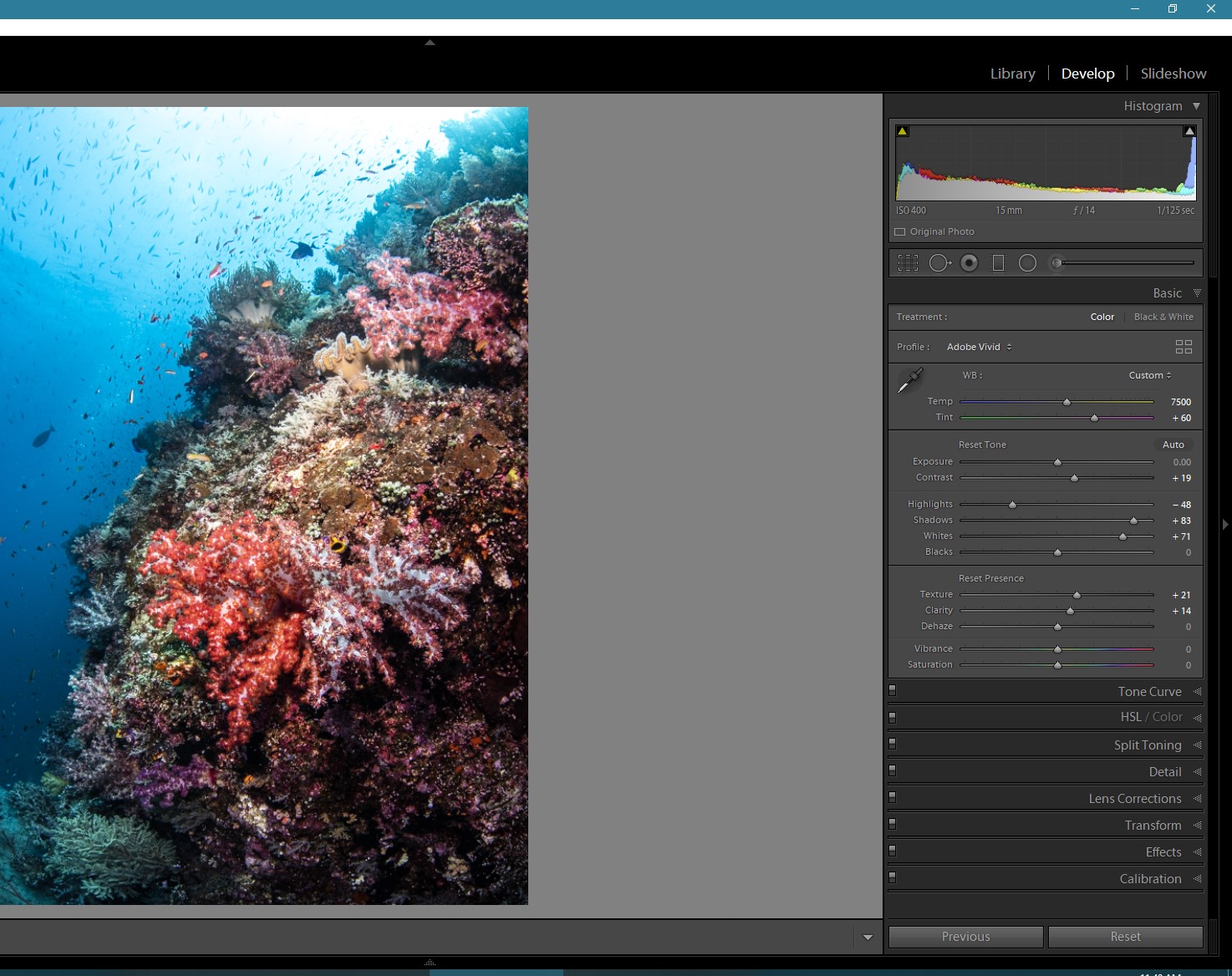 Vivid-Plus | Waterdog Photography