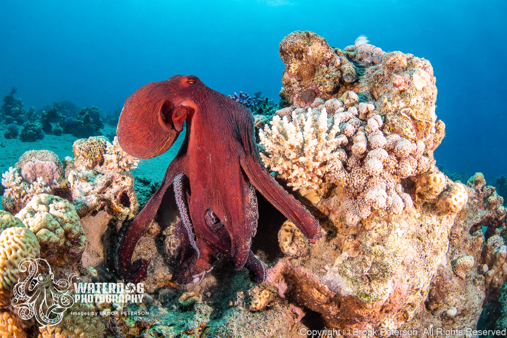 Red Sea Octopus (Abdopus horridus) | Waterdog Photography