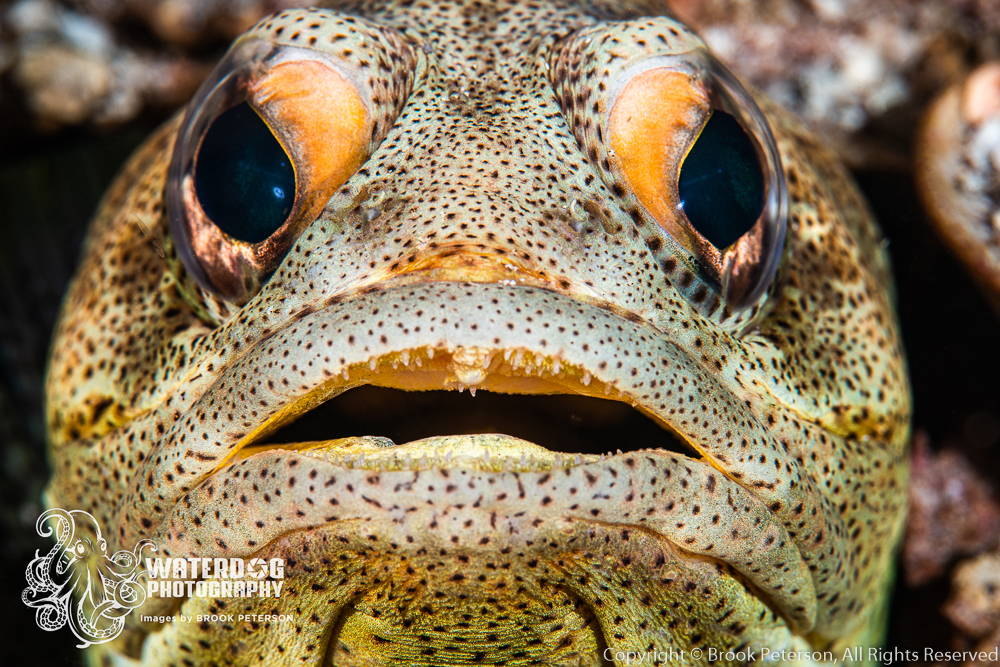 Spotted Jawfish | Waterdog Photography