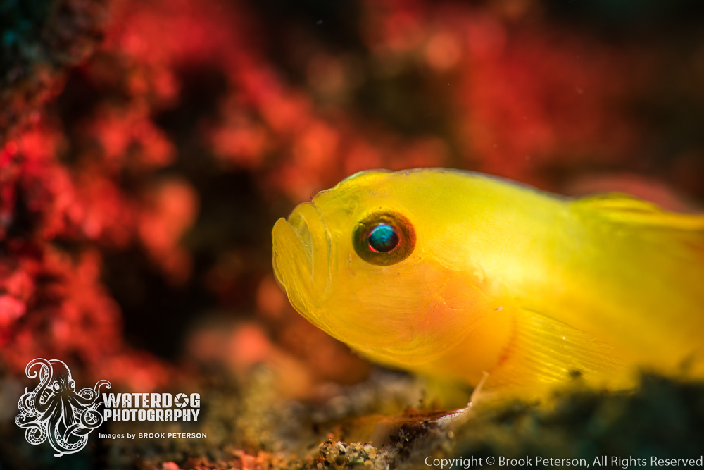 Lemon Goby on a Red Background | Waterdog Photography
