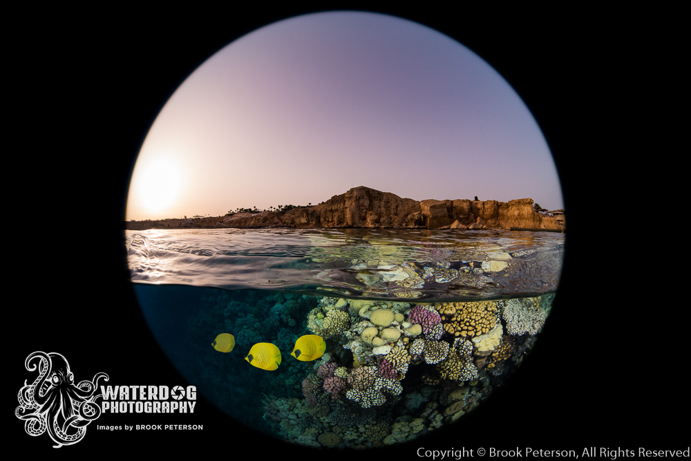 Red Sea Split with Masked Butterfly Fish | Waterdog Photography