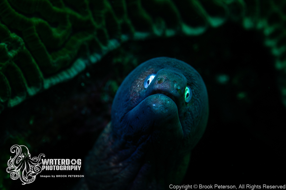 White Eyed Moray Eel | Waterdog Photography