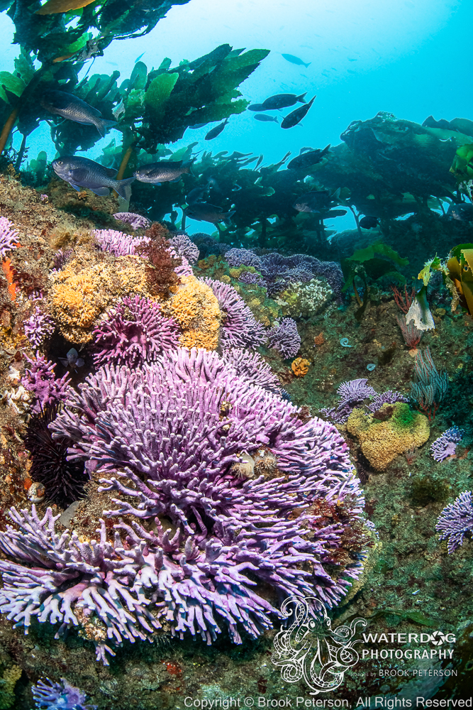 Purple Hydrocoral | Waterdog Photography