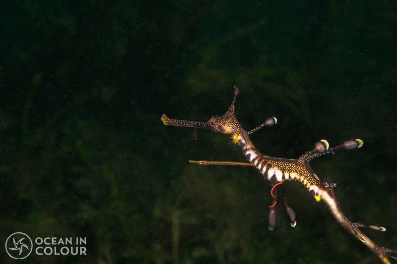 SAWeedySDPipefish | Waterdog Photography