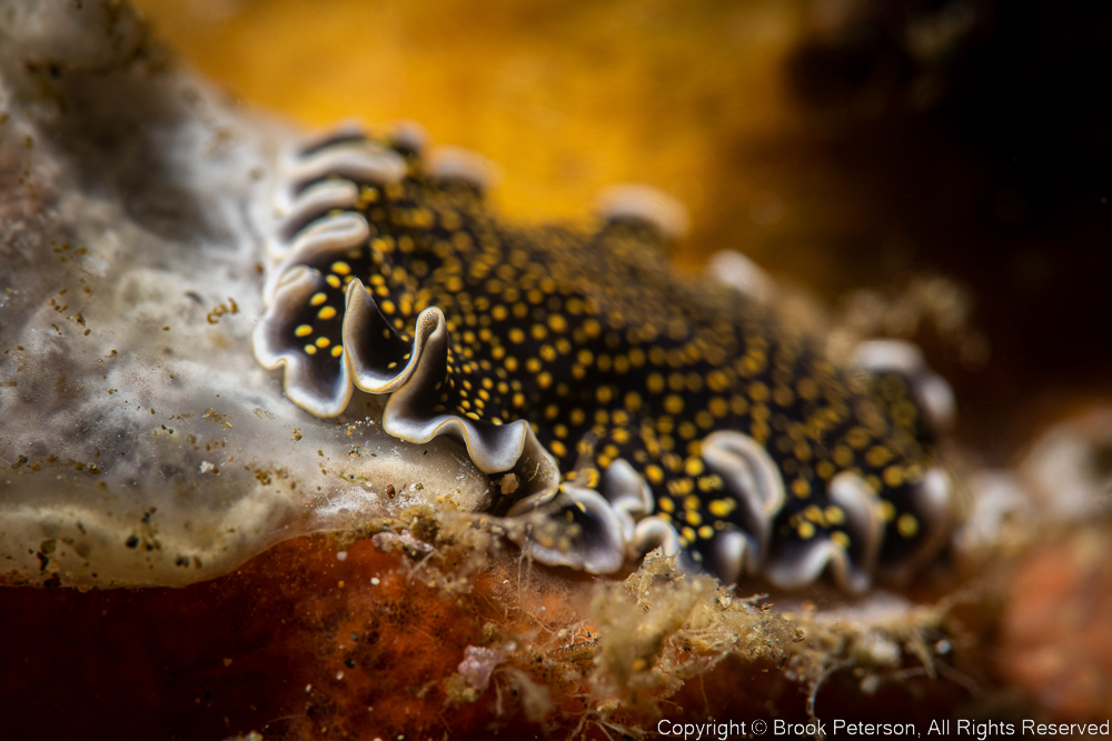 Spotted Flatworm | Waterdog Photography