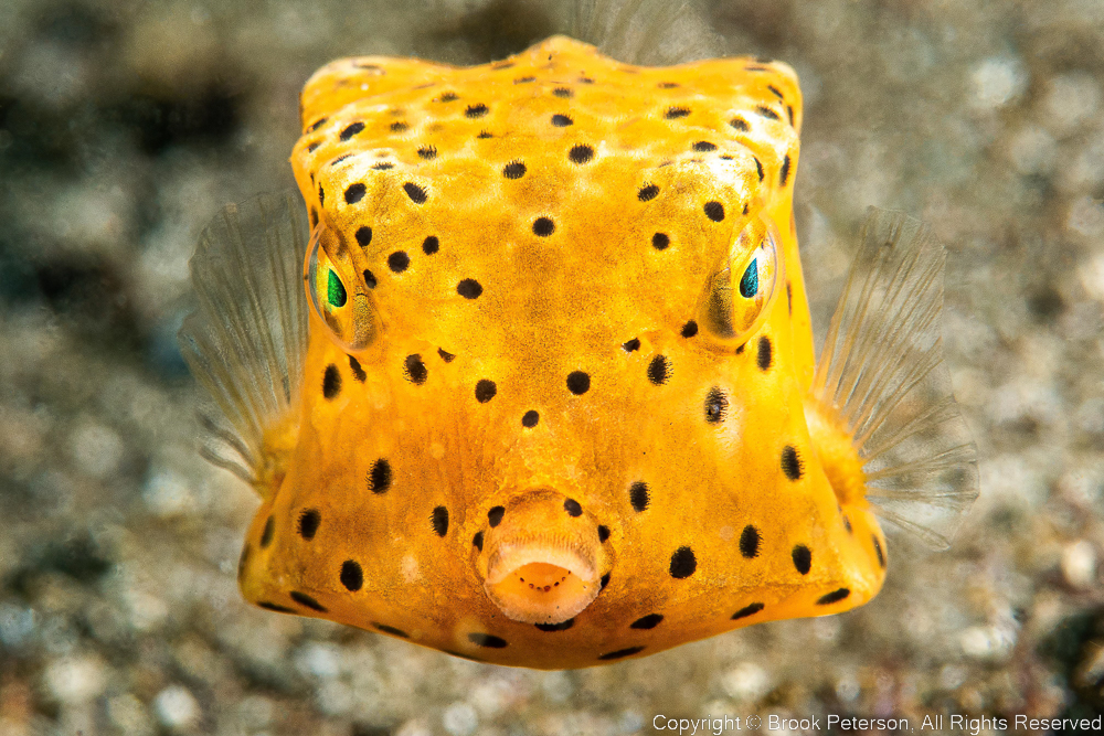 Juvenile Box Fish | Waterdog Photography