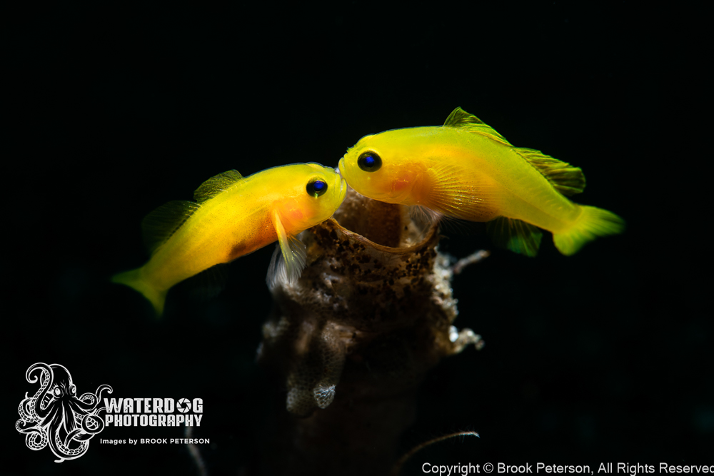 Fish Kiss | Waterdog Photography