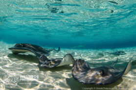 School of Stingrays | Waterdog Photography